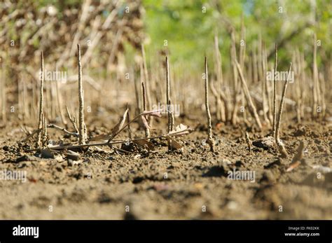 Rhizophora Mucronata Mangrove Roots Pneumatophores In The Tidal Zone