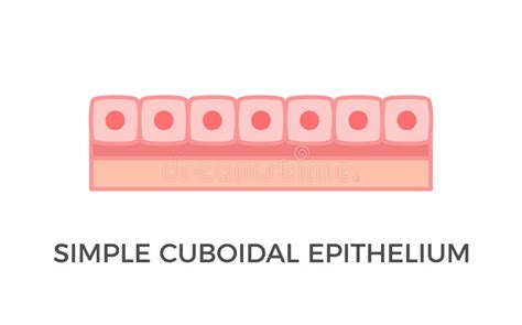 Simple Cuboidal Epithelium Epithelial Tissue Types Stock Vector