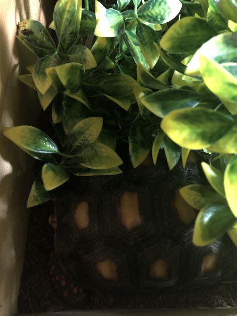 Ive Had My Official First Year With My Shell Boi 😁😁 Rtortoise