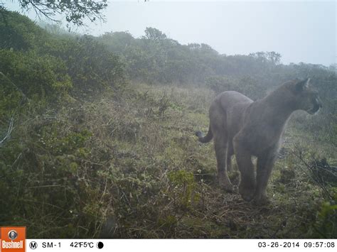 Capturing Biodiversity On Camera At Rancho Corral De Tierra U S National Park Service