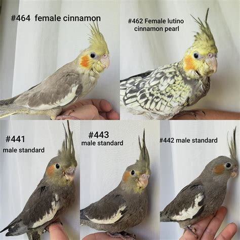 Male Cinnamon Pearl Cockatiel