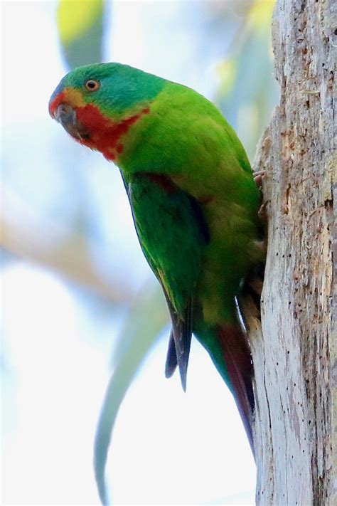 Swift Parrot The Australian Museum