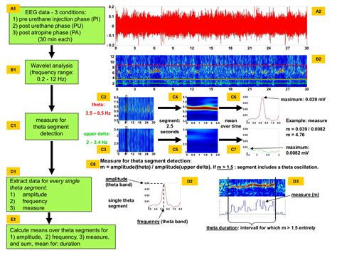 Automatic Detection Of Highly Organized Theta Oscillations In The