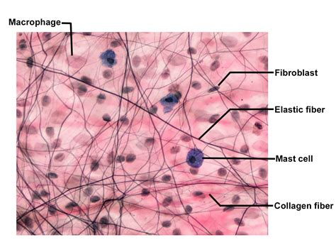 Loose Connective Tissue Histology Anatomyforme Anatomy 302 Begins