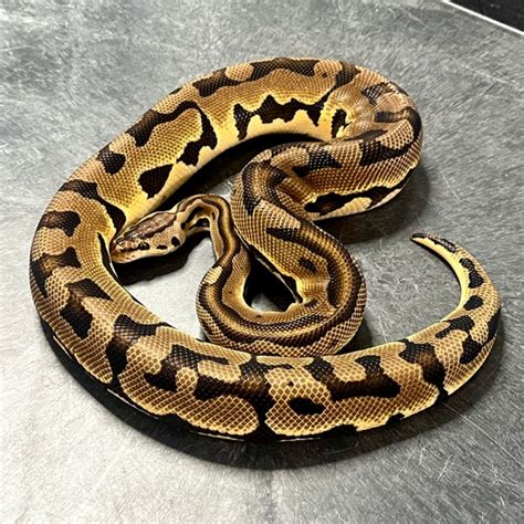 1 1 Breeder Adult Puzzle Clown Project Pair Ball Python By Reagan Renee Royal Pythons