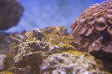 Algae Problem REEF REEF Saltwater And Reef Aquarium Forum