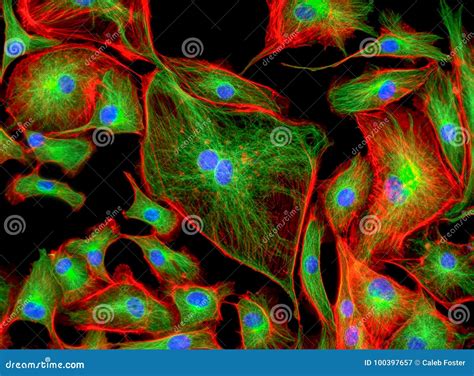 Fluorescence Cartoons Illustrations And Vector Stock Images 5490