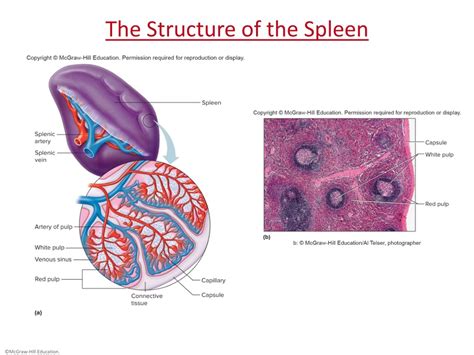 Ppt Chapter 14 Lecture Outline Powerpoint Presentation Free Download