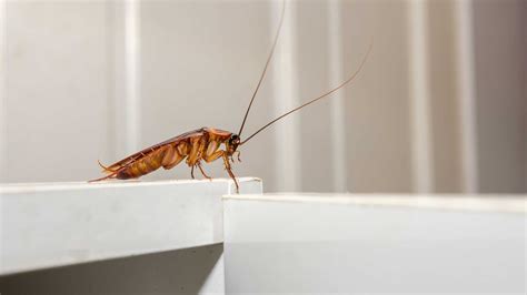 Cockroach Identification Guide Westfalls Lawn Care And Pest Control