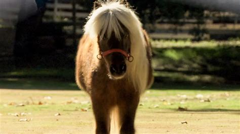 What Happened To The Real Lil Sebastian After Parks And Recreation