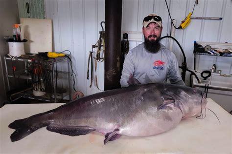 New Tennessee State Record Blue Catfish Now