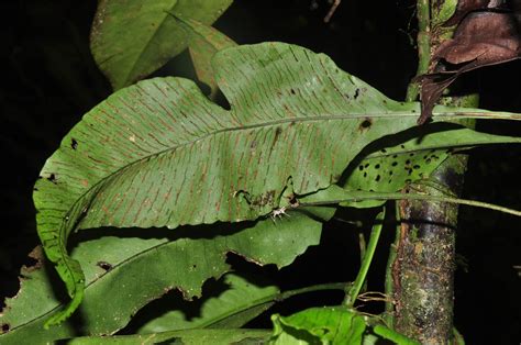 Leptochilus Macrophyllus Polypodiaceae