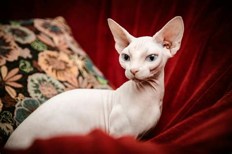 Sphynx Goofytails