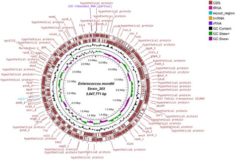 Circular Genome Mapping Of E Mundtii 203 Download Scientific Diagram