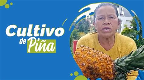 🍍 Tutorial Cultivo De Piña 🟠 Siembra Plagas Y Enfermedades 🌱increíble