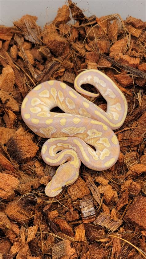 Lesser Ultramel Ball Python By Morph Jungle Morphmarket