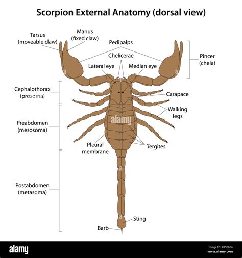 Scorpion Diagram