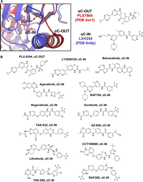 Protomer Selectivity Of Type Ii Raf Inhibitors Within The Ras Raf Complex Cell Chemical Biology