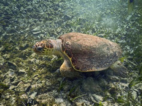 turtle简单 turtle简笔画 turtle图片 第10页 大山谷图库