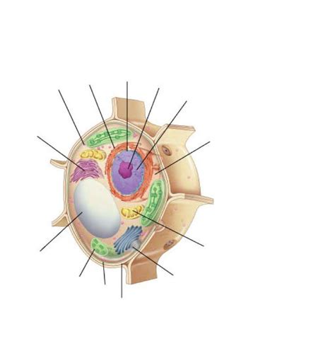 Cell Diagram From Chapter 4 Cont Diagram Quizlet