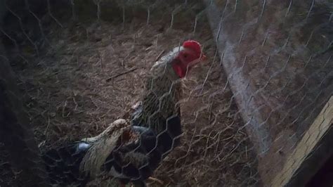 Cooj Qaib Oklahoma 2018 Youtube