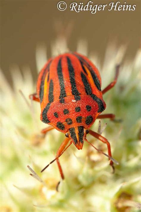 Fotogalerie Wanzen Rüdiger Heins Naturfotografie