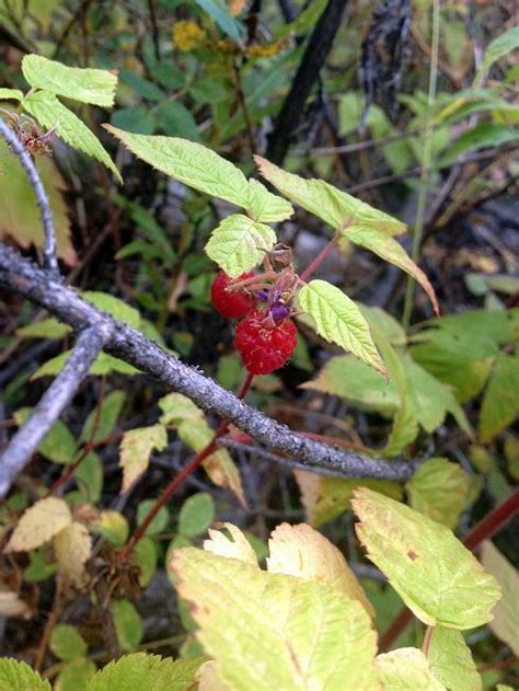 Wild Raspberries Eat Drink Breathe