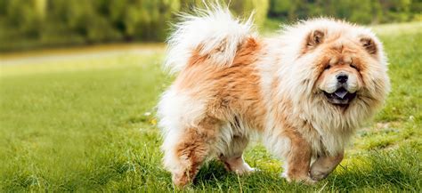 Breeds Akita Vs Chow Chow Compare And Contrast
