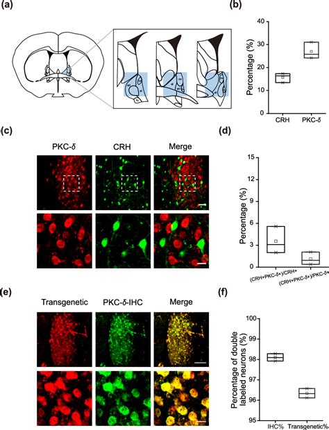 Types Of Neural Circuits