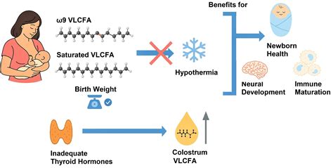Nervonic Acid Facts And Health Benefits Nutrition