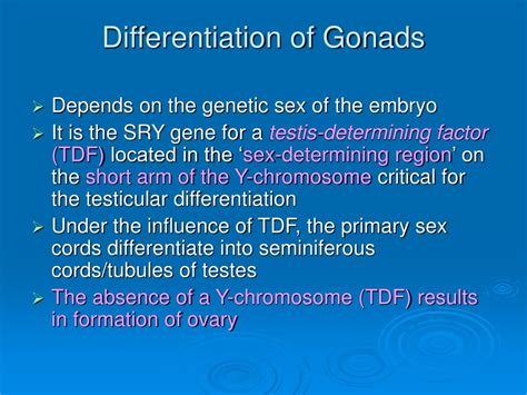Ppt Development Of Genital System Powerpoint Presentation Free
