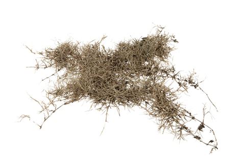 Dry Grass Isolated On White Backgrounddry Grass Field With Clipping