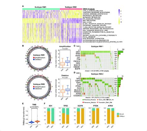 Functional Annotation And Genomic Variations Of Two Subtypes Of