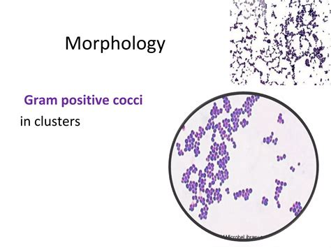 Staphylococci Prac Microbiology Ppt Infectious Diseases