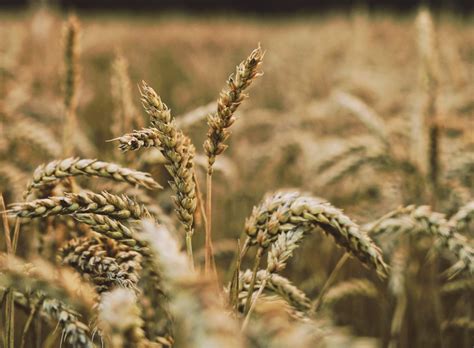 Classification Of Crops Based On Uses Life Cycle Morphology Jitefarms