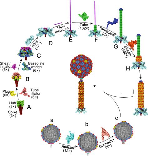 Fine Structure And Assembly Pattern Of A Minimal Myophage Pam3 Pnas