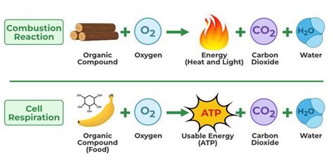 Difference Between Respiration And Combustion GeeksforGeeks