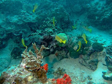 Snorkelling In Seychelles 10 Best Spots Operators Holidify