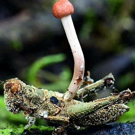 A Parasitic Mushroom Growing Out Of A Grasshopper Frickin Amazing