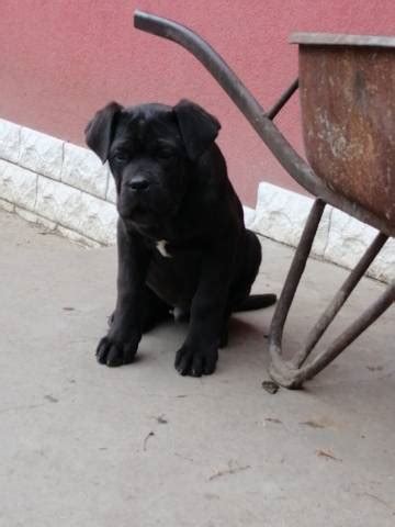 Elad Cane Corso Fekete Kan Kiskutya Ajka Llat