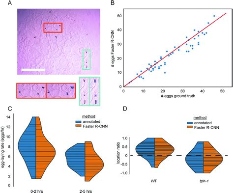 Automated Egg Detection Using Faster R Cnn A Representative Image Download Scientific Diagram