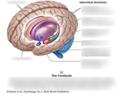 Forebrain Anatomy And Function Diagram Quizlet