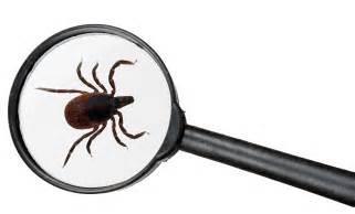 Microsoft Previews Bug And Security Risk Detection On Windows And Linux InfoQ