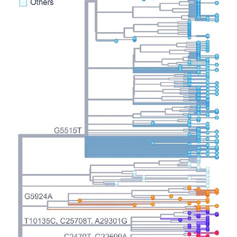 Phylogeny Of Viruses Clustered Into 4 Main Clades Including Viruses