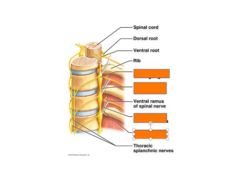 Preganglionic Sympathetic Fibers Quiz