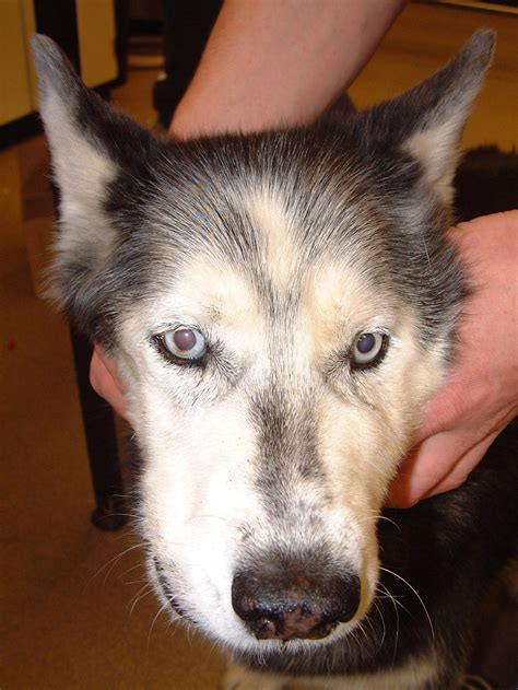 Maxillectomy Caudal — Dr Julius M Liptak