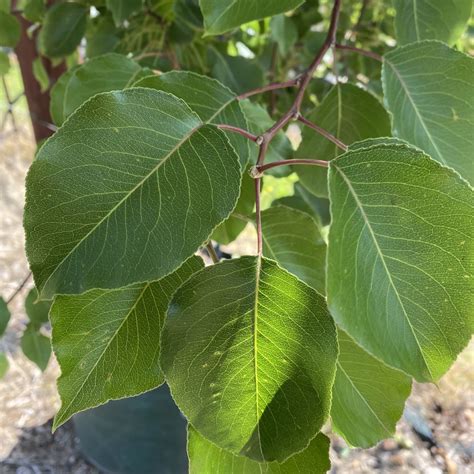 Pyrus Ussuriensis Manchurian Pear Blerick Tree Farm