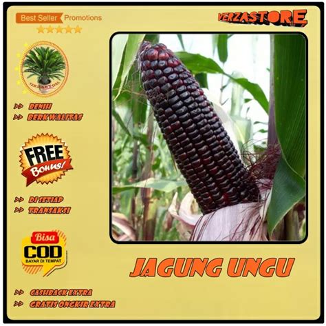 Biji Benih Jagung Pulut Jantan F1 Jagung Ungu Bibit Sayuran 10 Biji