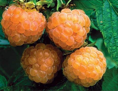 Orange Raspberry Plant