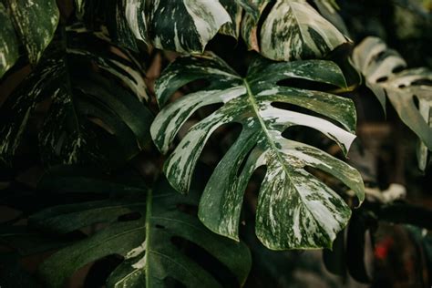 Monstera Leaf Fenestrations Unlock The Secret To Stunning Leaves
